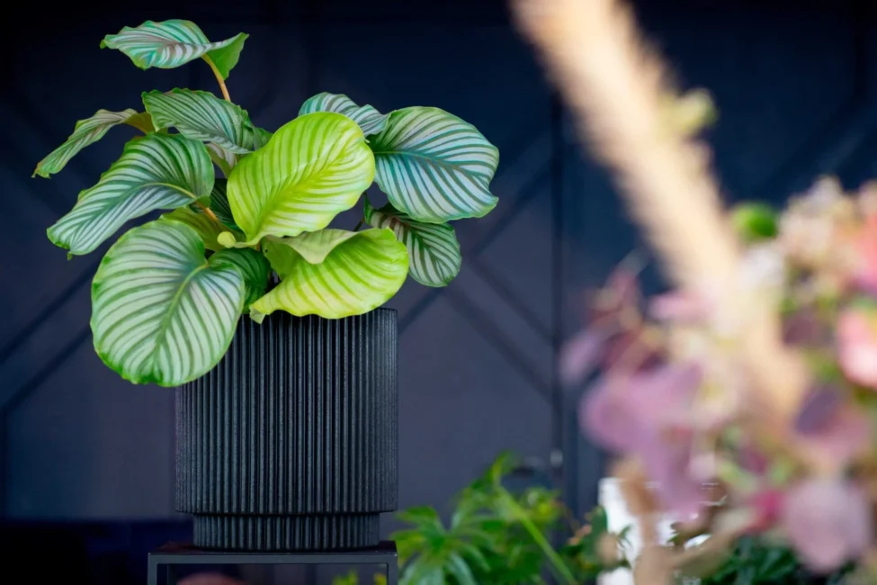 Grote potten buiten | Bloempotten | Potonline.nl